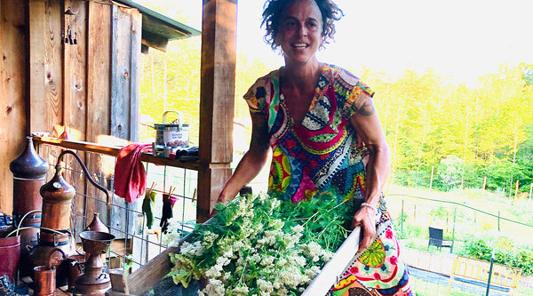 Distilling Yarrow - Distill Aromatics